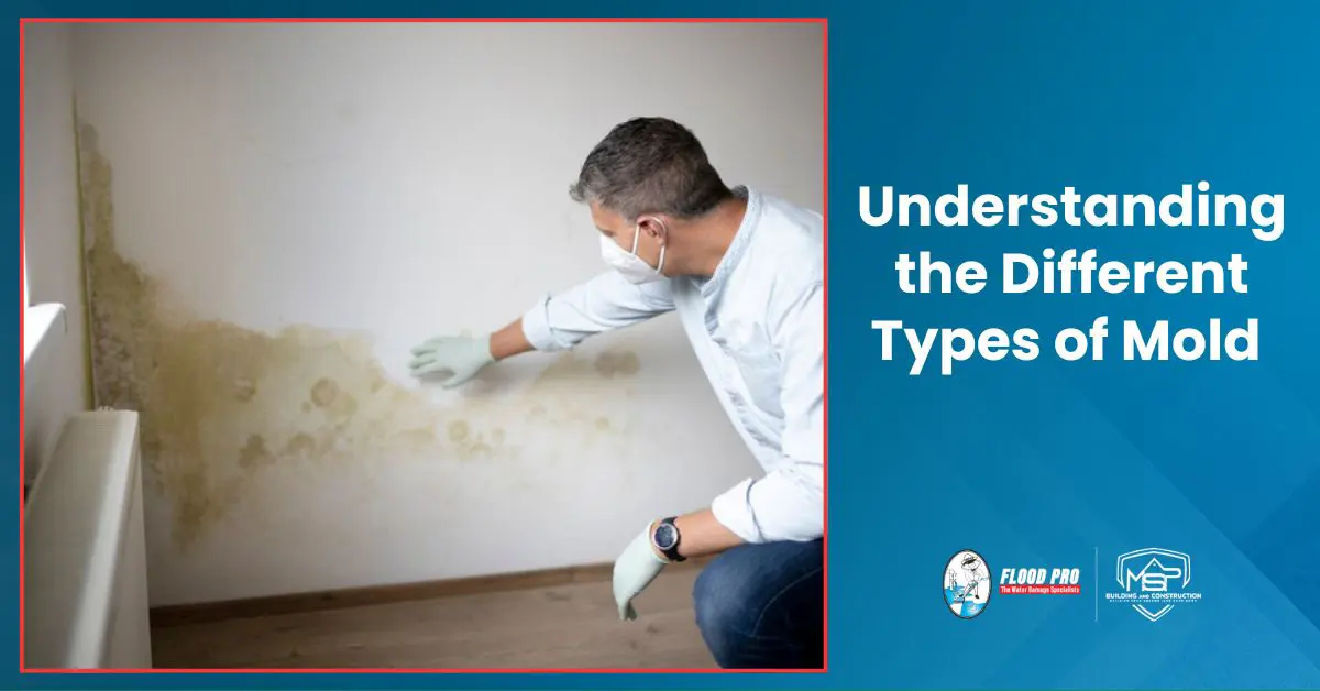 Understanding the Different Types of Mold and How to Effectively Treat Them